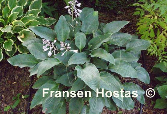 Hosta Blue Arrow - Fransen Hostas